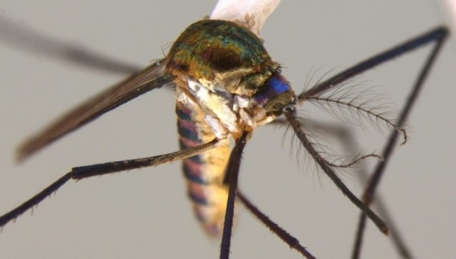 La UNNE aporta códigos genéticos para identificar mosquitos que pueden transmitir fiebre ...